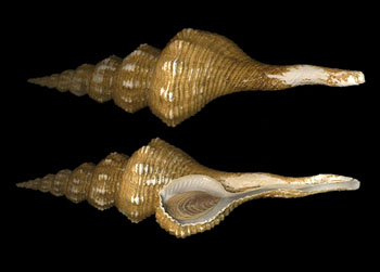 蛾螺总科 Buccinacea 蓝色动物学（中国动物学科普）